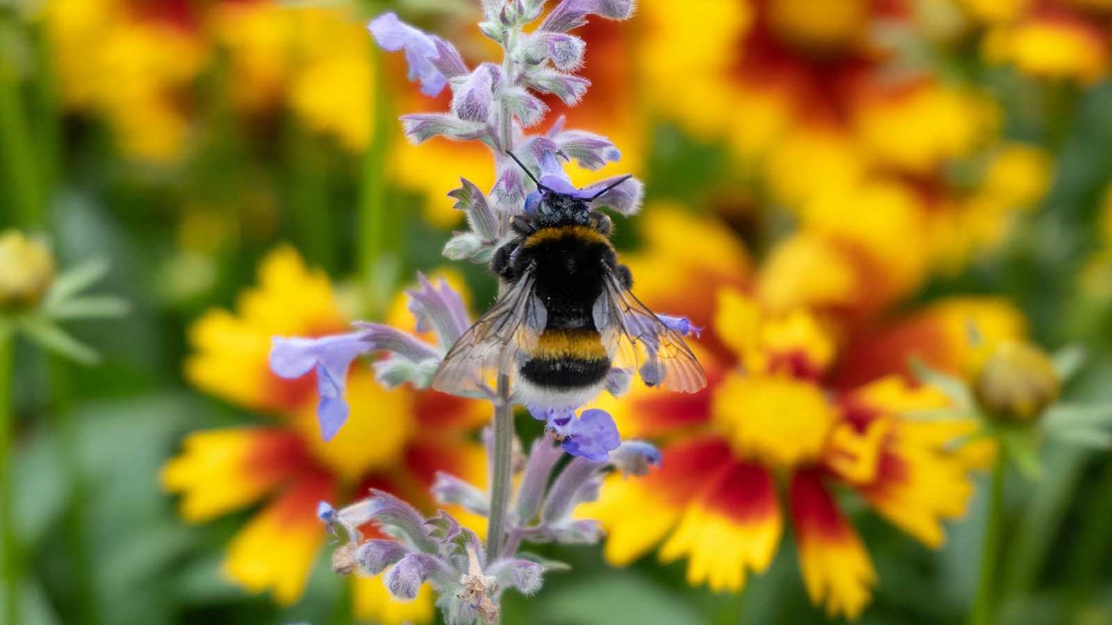 Humlor lika bra på att hitta som människor – kan användas till robotar ...